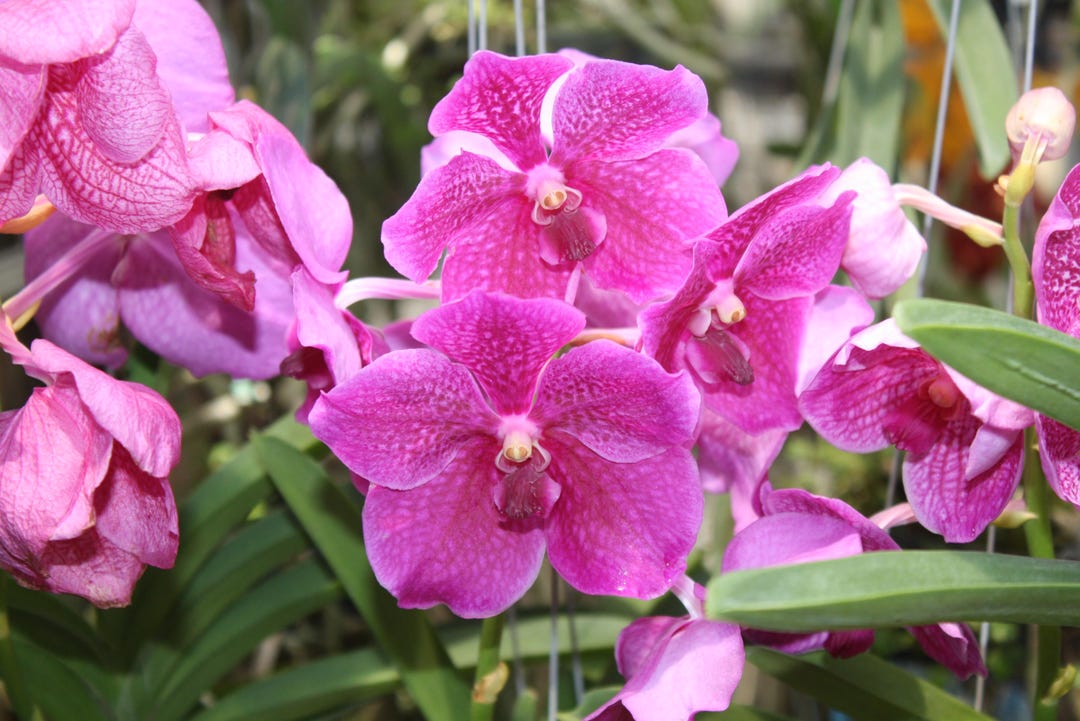 Pink Vanda Orchid Photo Instant Download Digital Picture Art to Print ...