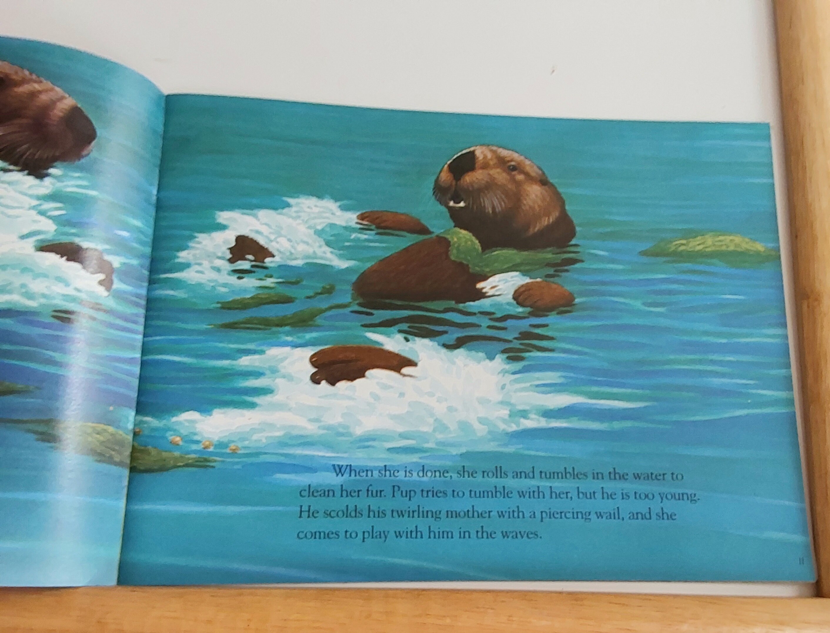Vintage Otter on His Own - the Story of a Sea Otter - Smithsonian ...
