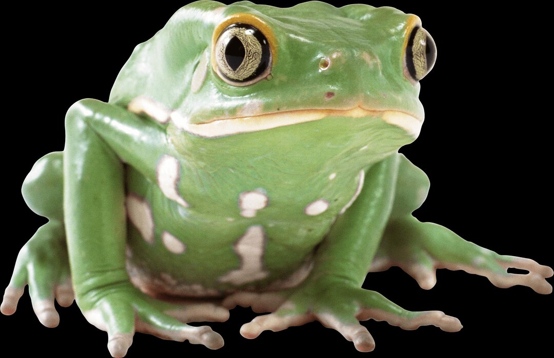 Green Frog, Cute Frog Clipart, Frog Illustrations, Colorful Frogs ...