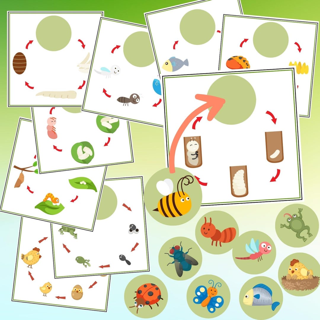 A4 Life Cycle Animals Printable Game PDF Kids Playing Cards Set - Etsy