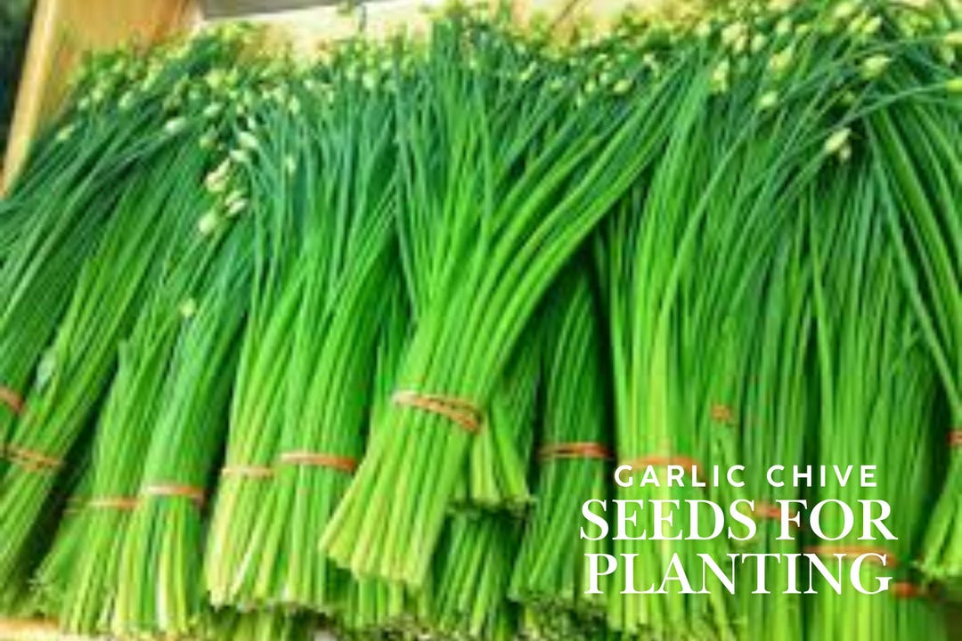 Garlic Chive Seeds: Heirloom Non-gmo Easy-grow Herb - Etsy
