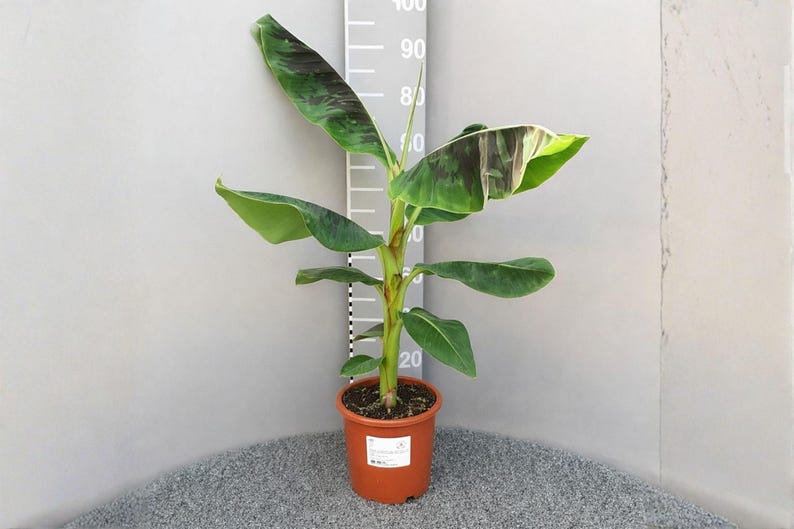 Musa ‘dwarf Cavendish’ – Banana Tree | Live Tropical Plant - Etsy