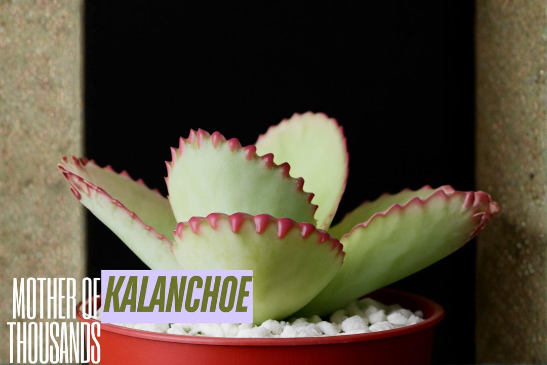 Rare Variegated Kalanchoe Plant - Etsy