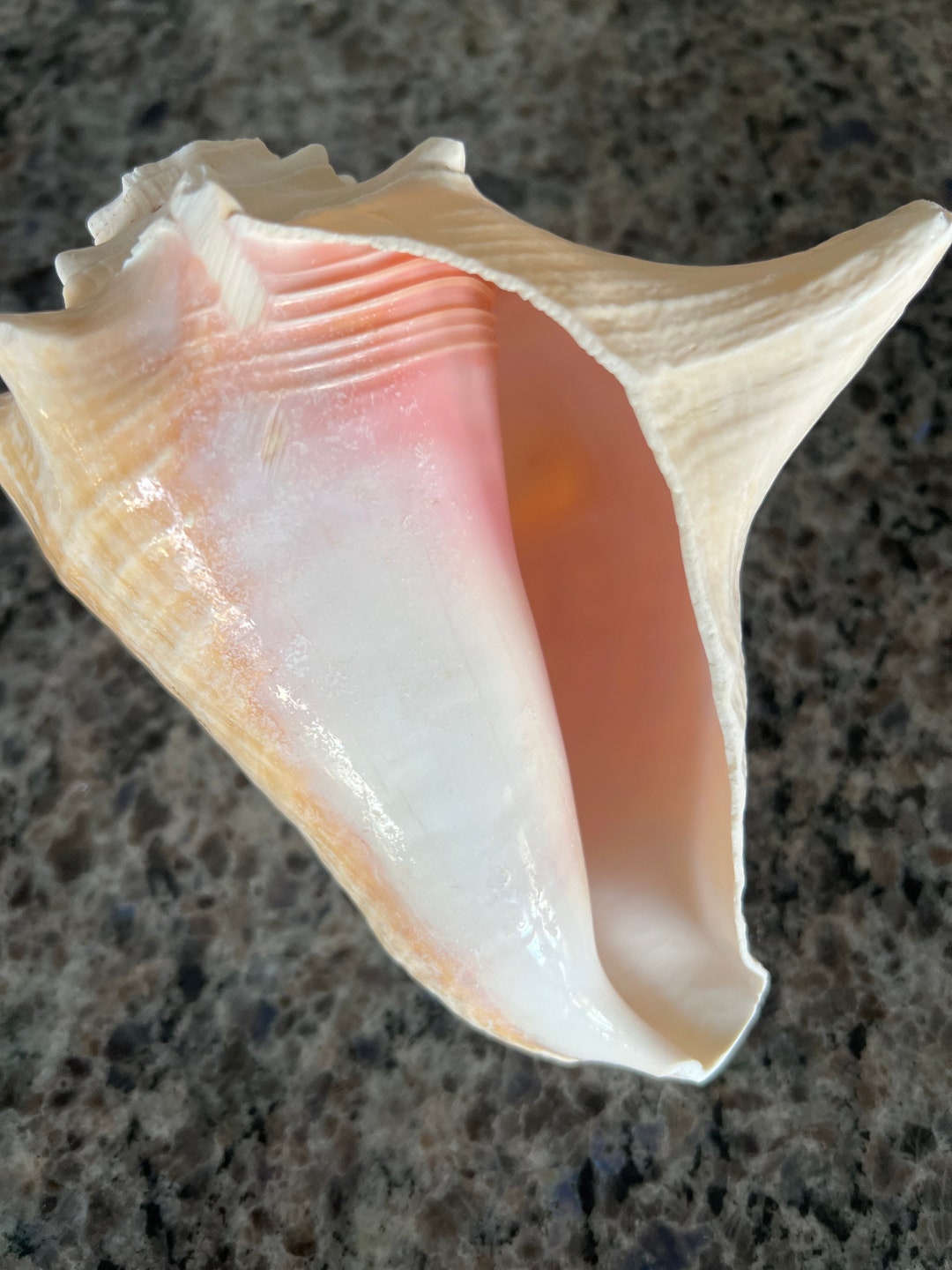 Real Pink Slit Back Conch Shell Shell 7 Long Beach Decor, Large ...