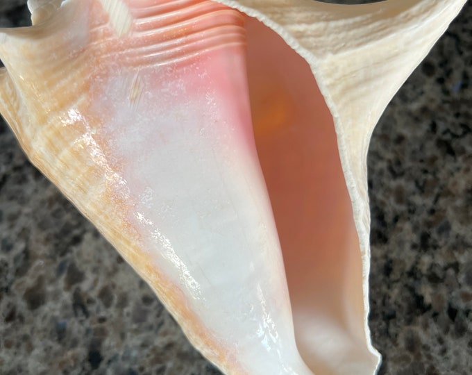 Real Pink Slit Back Conch Shell Shell 7” Long- Beach Decor, Large ...