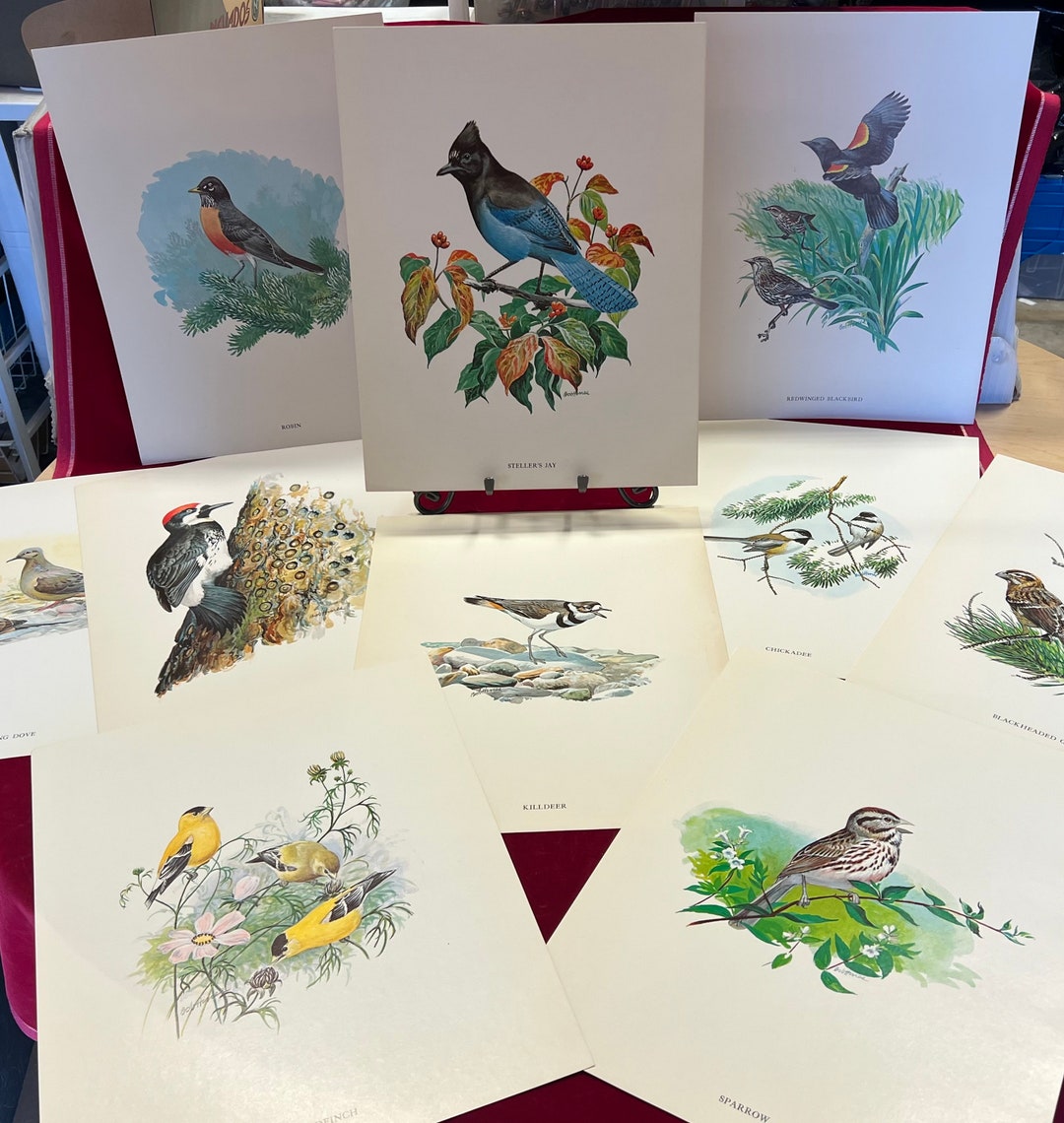 U CHOOSE~ Bob Hines Wildlife Edition of Song Birds Prints 11" X 14 ...