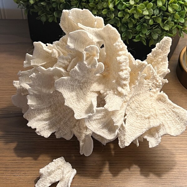 Large White Coral - Etsy