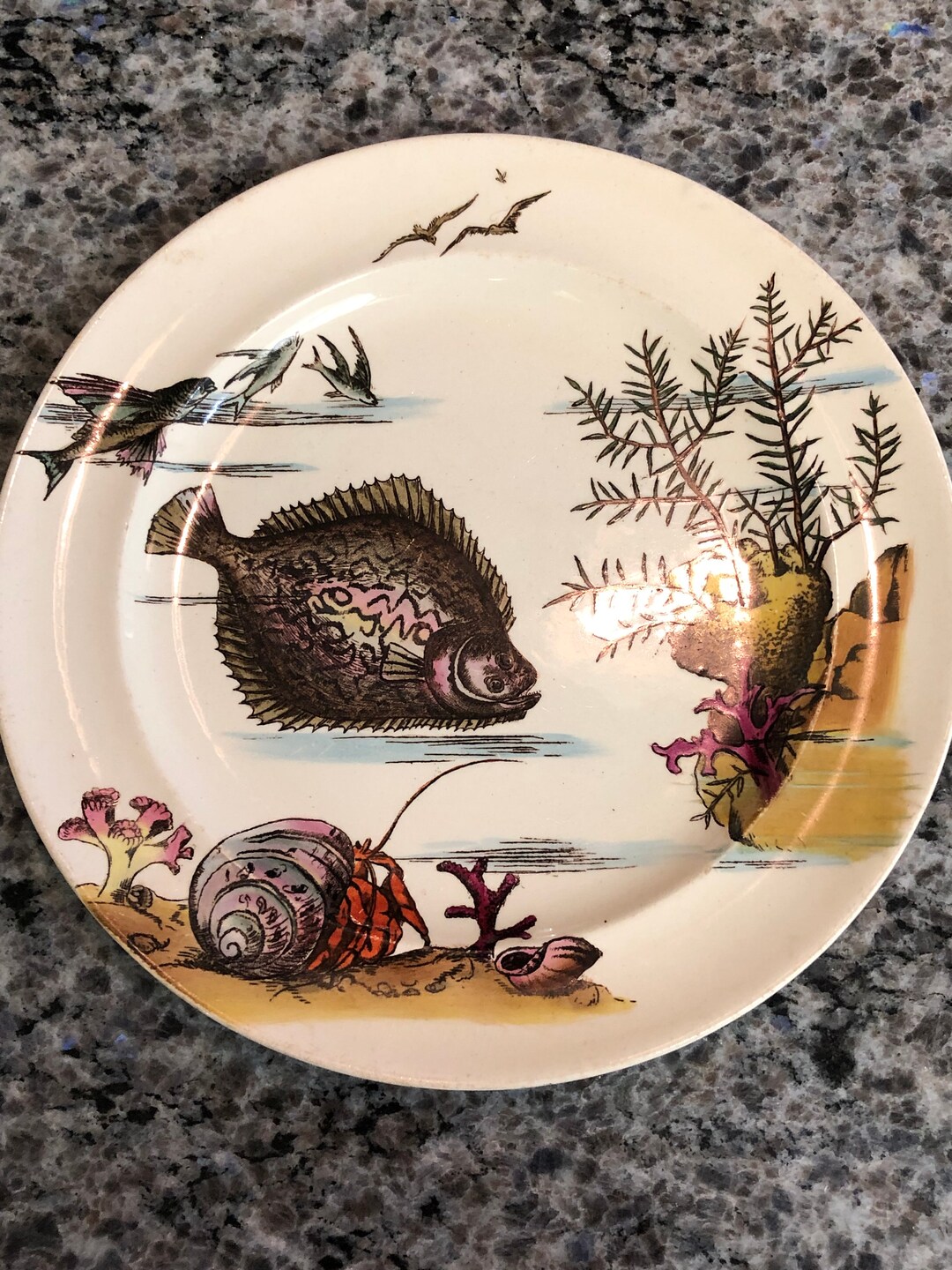 Antique 1800s Hand Painted Prattware Fish and Seashells Plate 9 3/4 ...