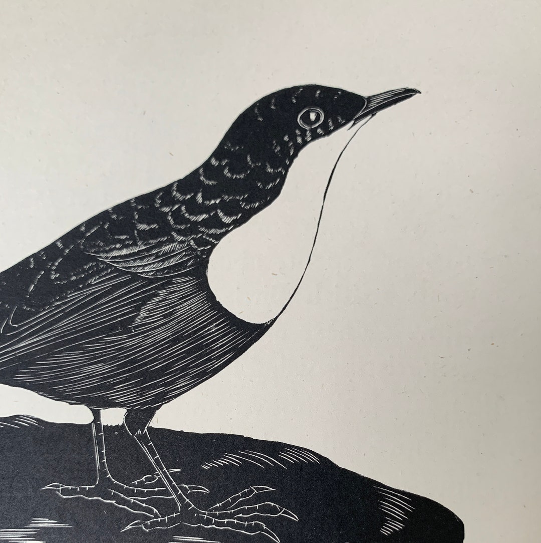 Vintage Book Plate Woodcut Engraving, Eric Fitch Daglish, Dipper Bird ...