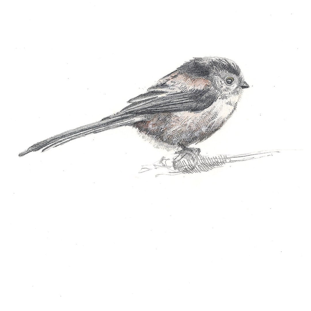 Print - Long Tailed Tit - Pencil Drawing - Etsy