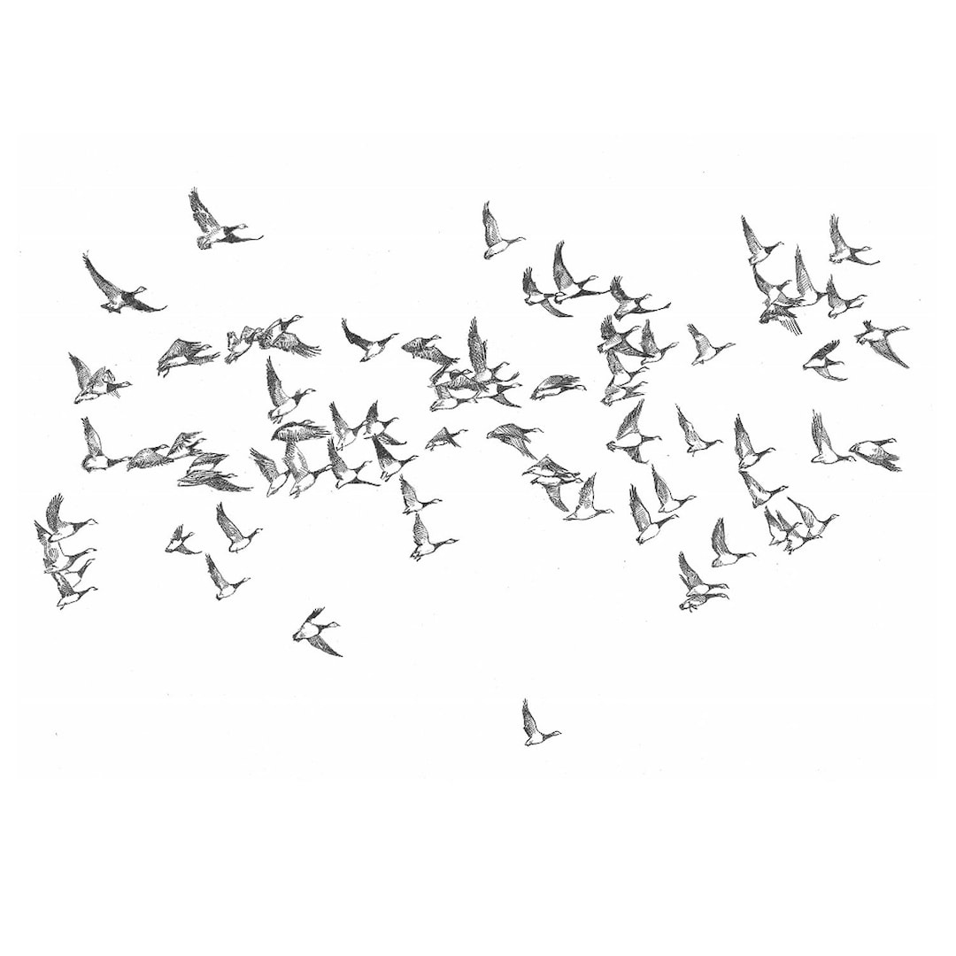 Print - Imagine the Honking - Flying Geese Pencil Drawing - Etsy