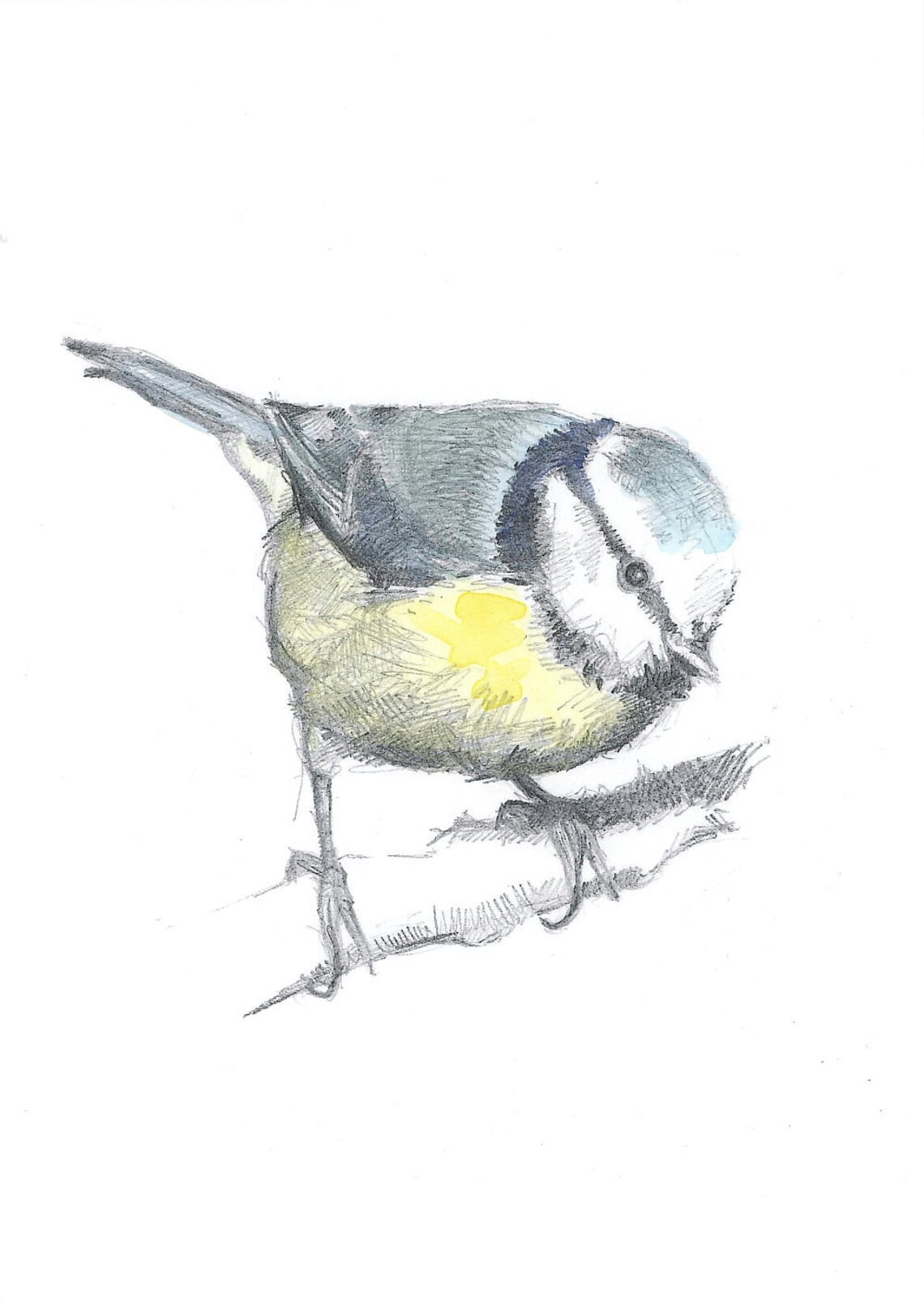 Blank Card - Blue Tit - Pencil Drawing - Etsy
