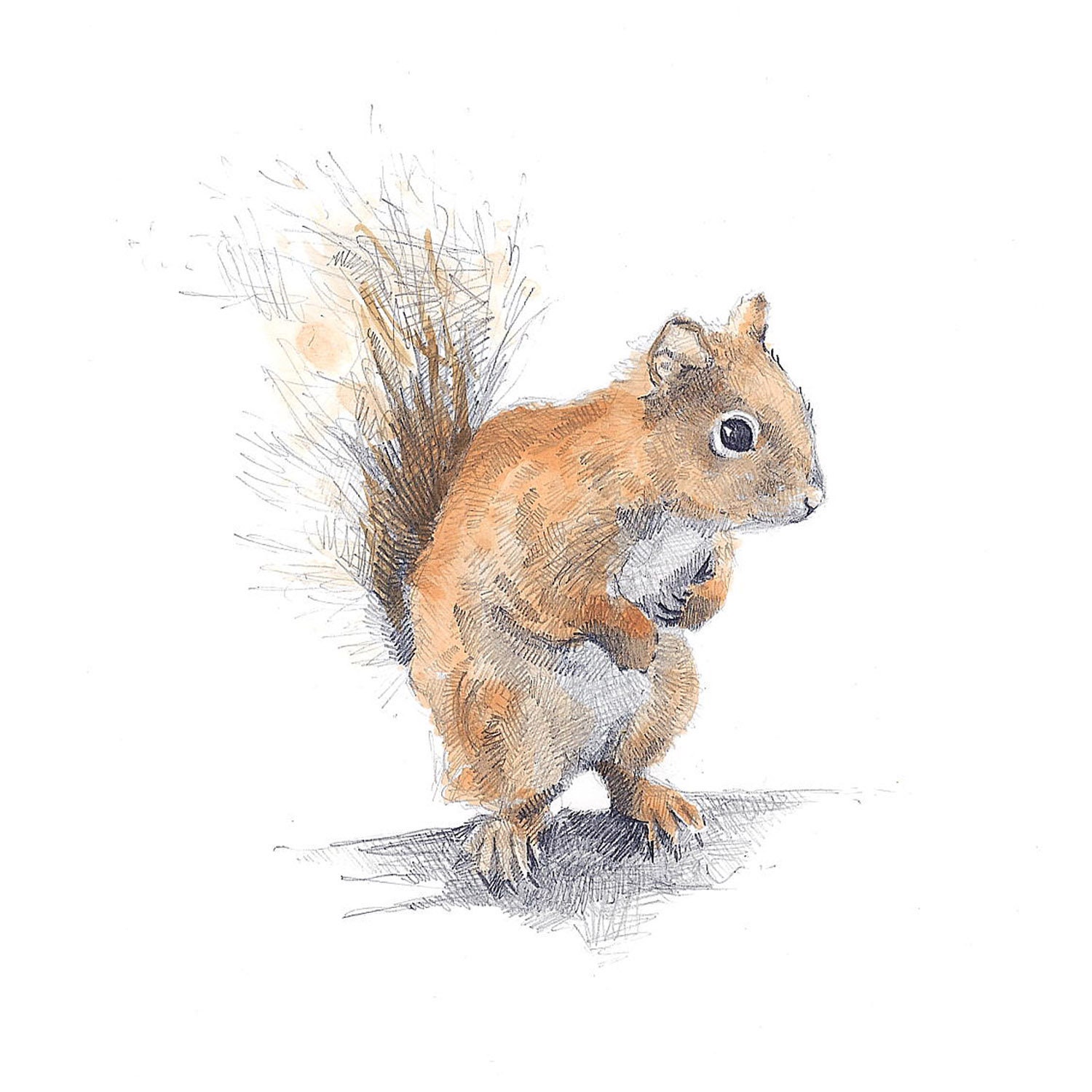 Red Squirrel Illustration