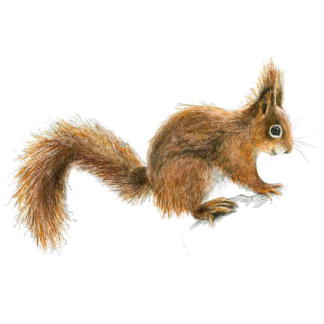 Red Squirrel Art Print: Sebby Squirrel, Nursery Decor - Etsy