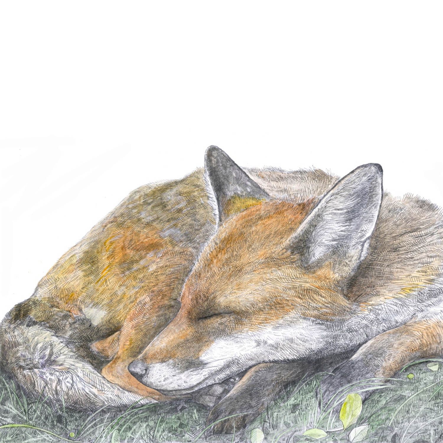 Sleeping Fox Drawing