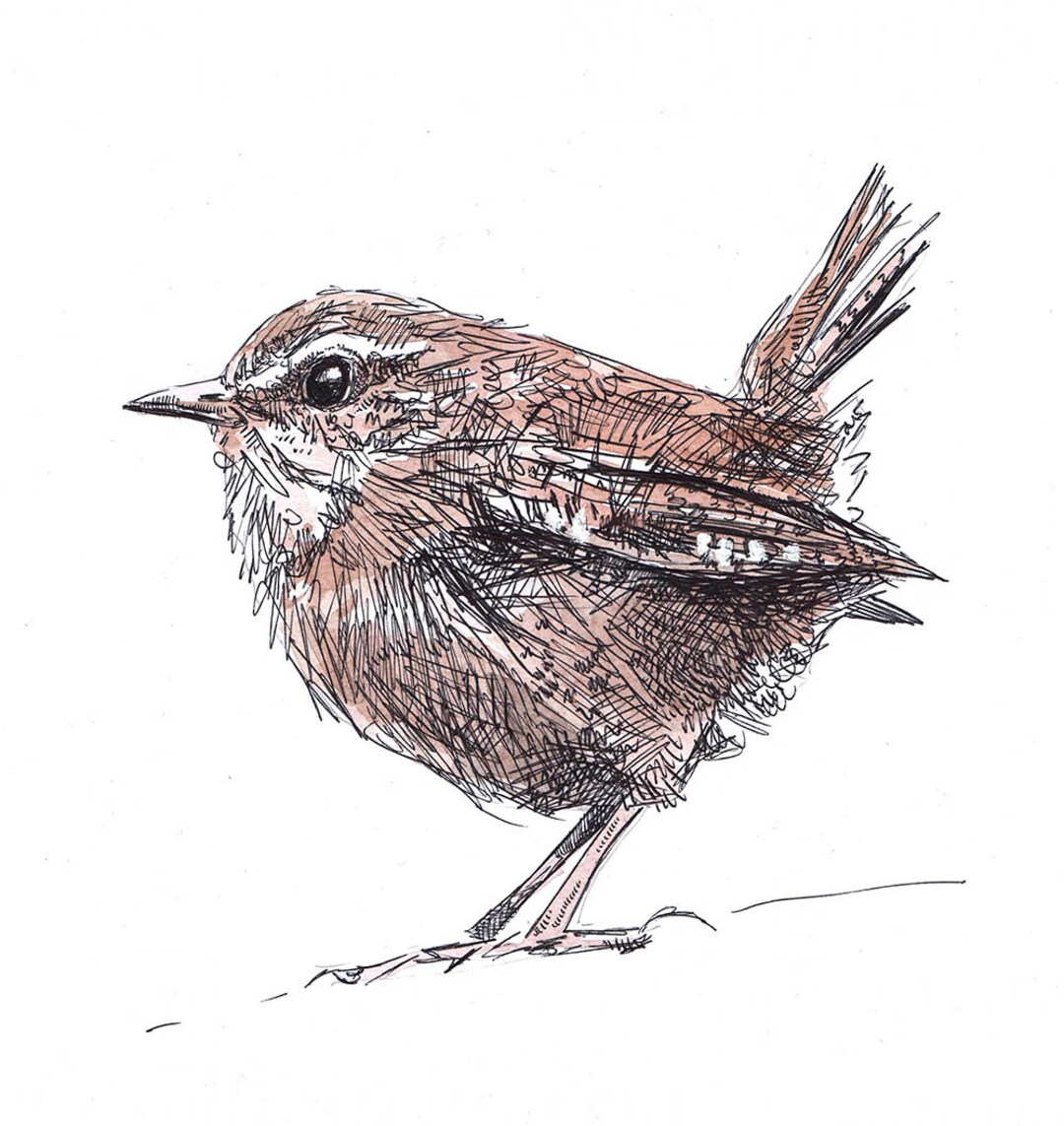 Print - Sketchy Wren - Three Size Options, Pen and Watercolour Drawing ...