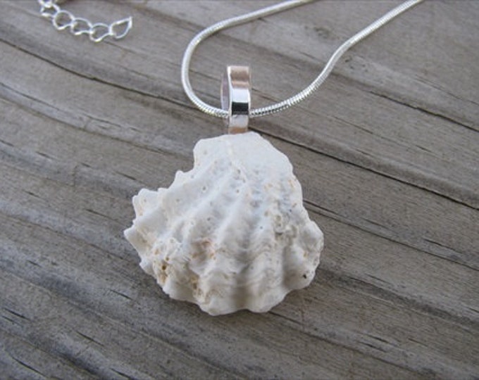 SALE Shell Necklace Small Cats Paw Shell One of a Kind - Etsy