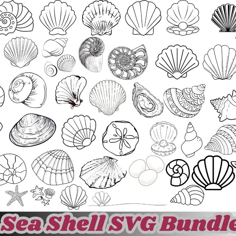 Seashells Svg - Etsy