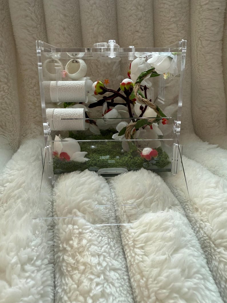 White Cherry Blossom Jumping Spider Enclosure – 4x4x4 Enclosure With ...