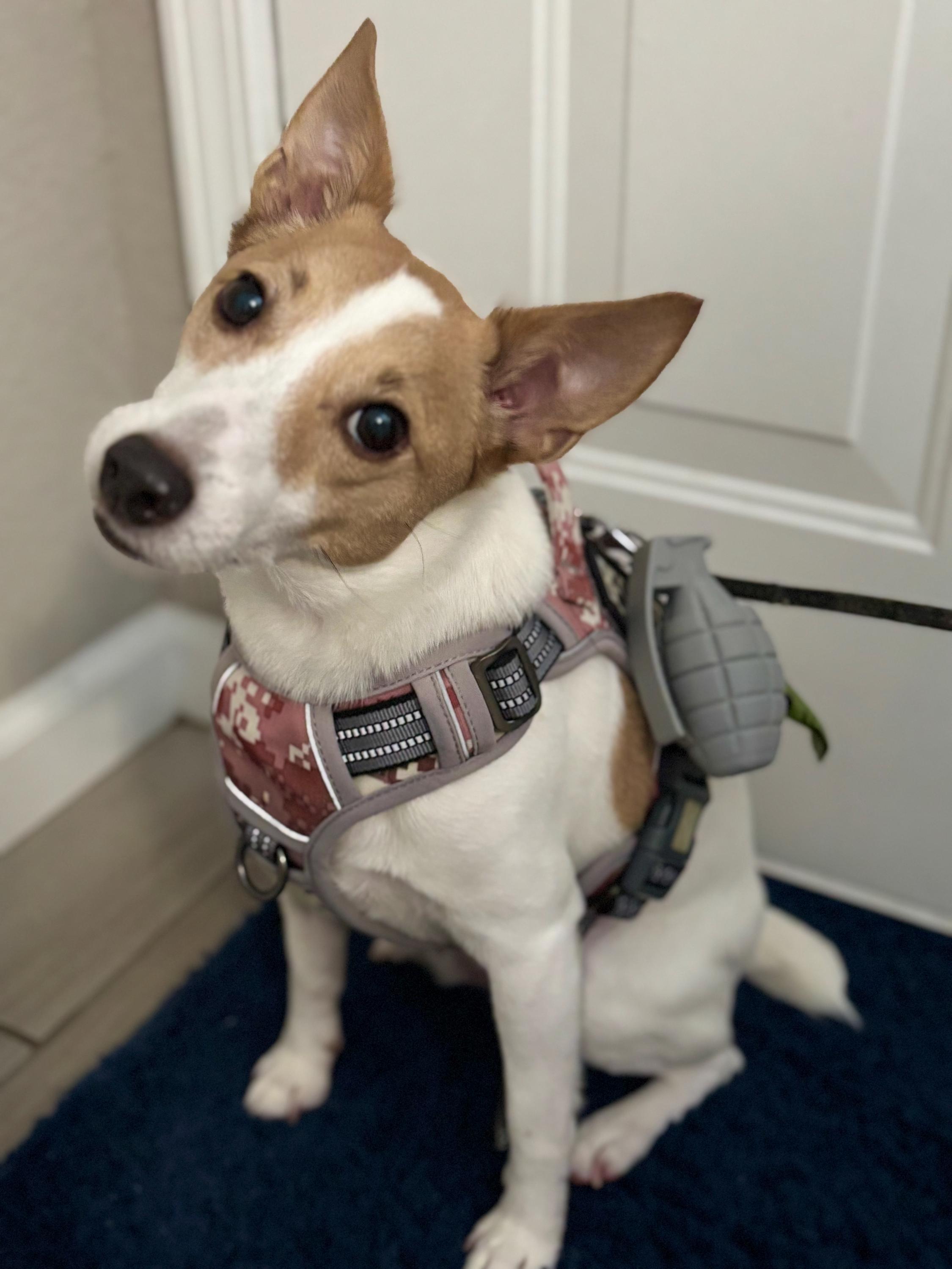 Grenade Dog Poop Bag Holder | Funny Military Style Waste Bag Dispenser ...