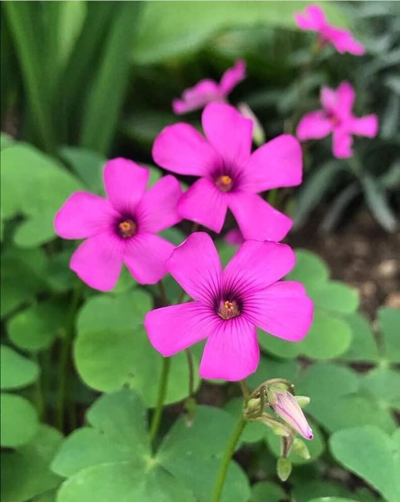 Good Luck Plant Lucky Clover Oxalis Flower Bulbs for Outdoor and Indoor ...