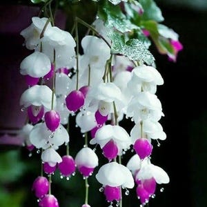 Imported Weeping Begonia Flower Plants Bulbs for Outdoor Gardening ...