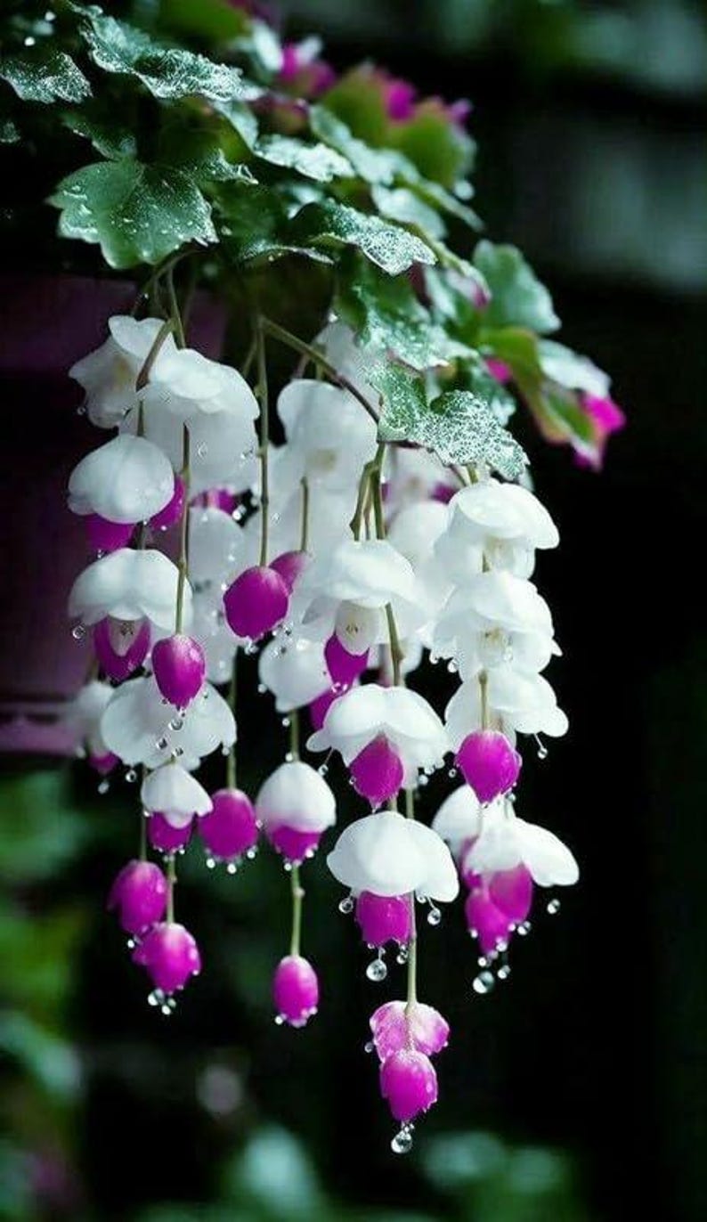 Imported Weeping Begonia Flower Plants Bulbs for Outdoor Gardening ...