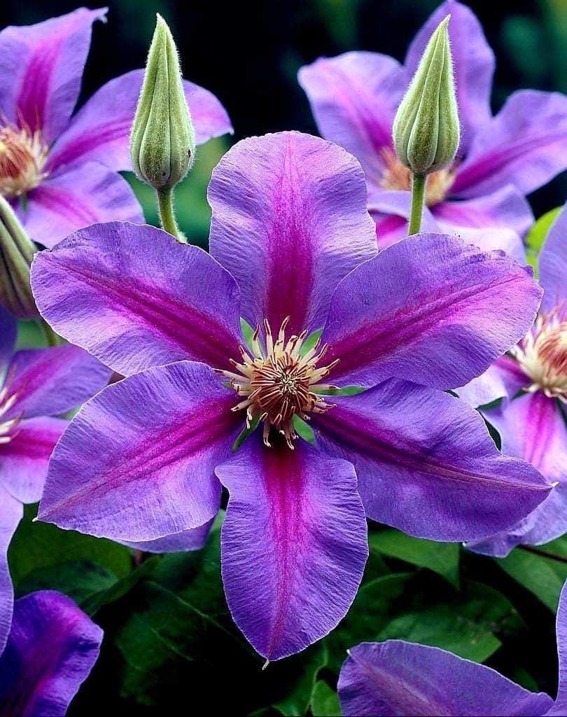 Clematis Climbing Flower Seeds for Your Home and Gardening 70 to 80 ...