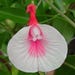 Rare Shangupushpam / Aparajita/clitoria Ternatea Flower 120+ Seeds Pack ...