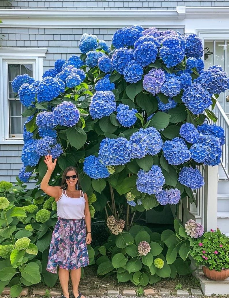 Imported Blue Hydrangea Flower Seeds | 70-80 Seeds - Etsy