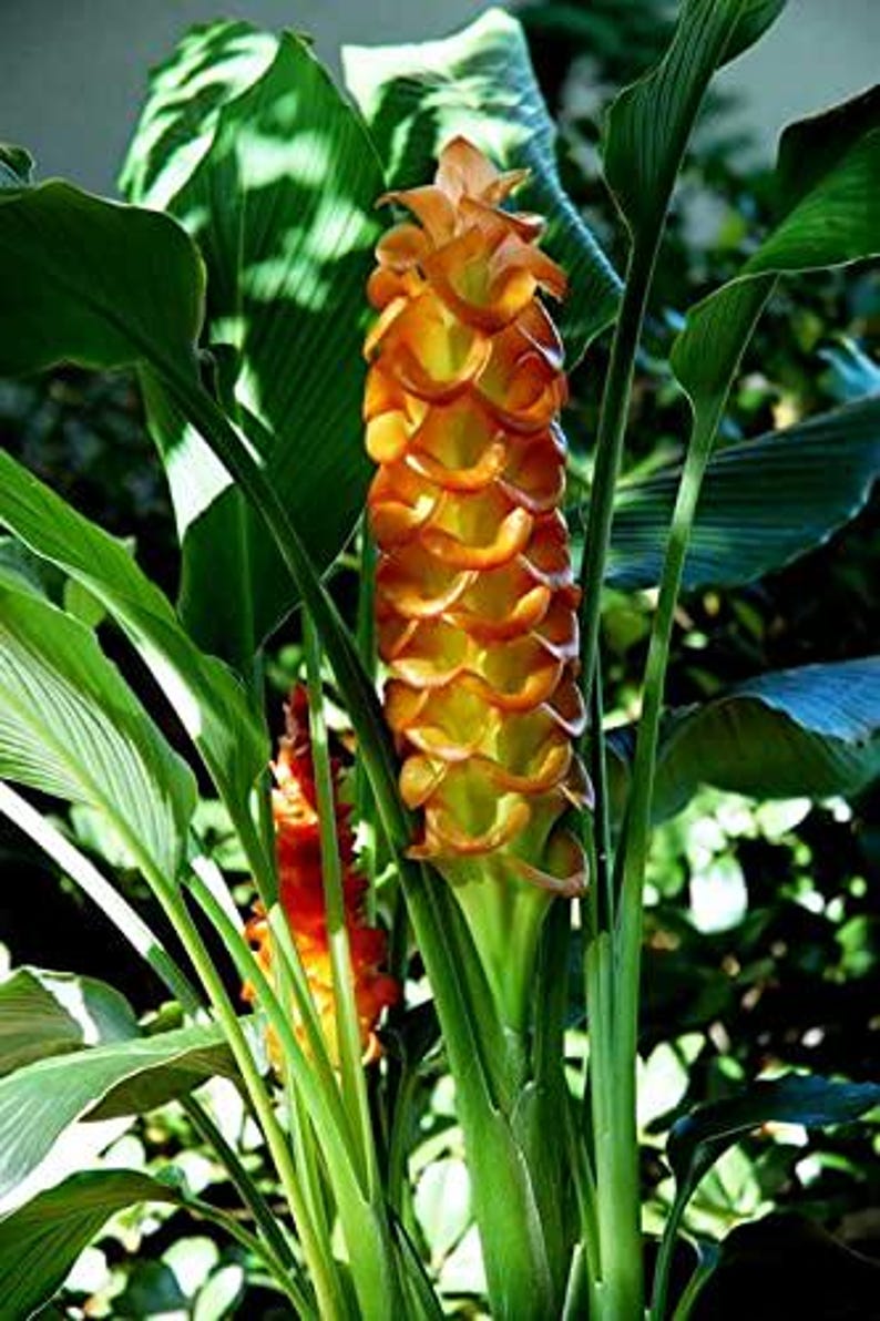 Curcuma Alismatifolia, Commonly Called Siam Tulip Curcuma Flower Bulbs ...
