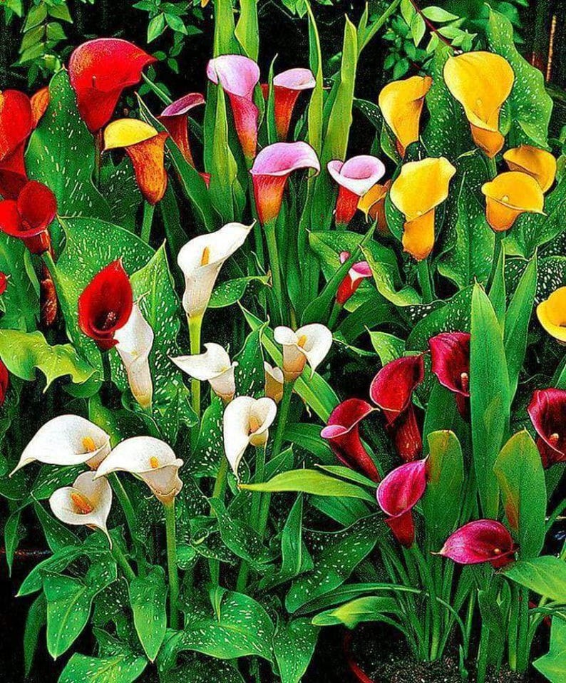 Imported Rare Variety Mix Calla Lily Zantedeschia Big Size Flower Bulb ...
