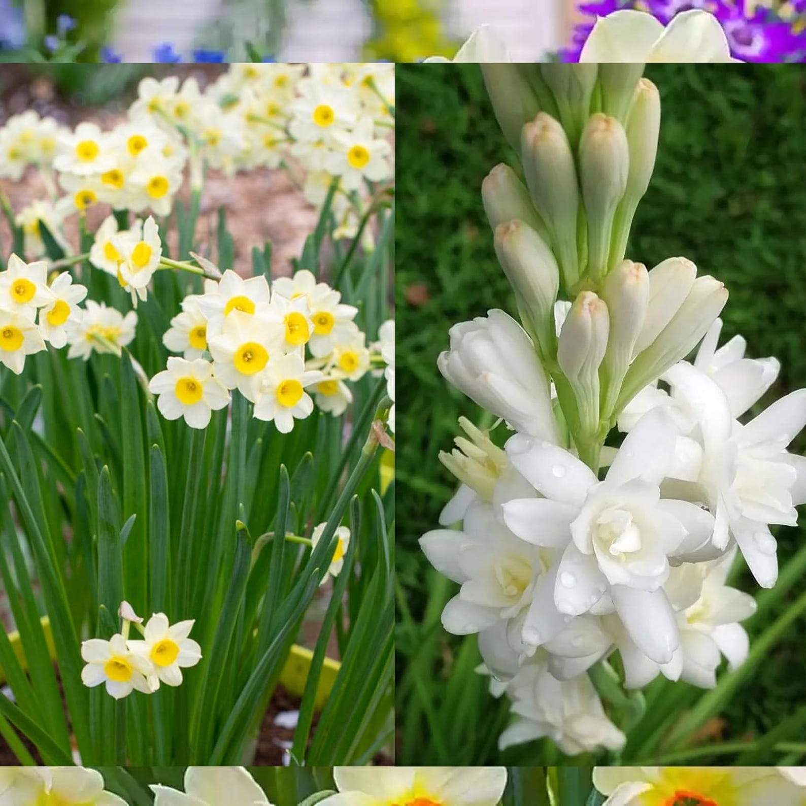 Fragrant Summer Garden Flower Bulbs: Tuberose & Nargis Combo (10 Pack ...