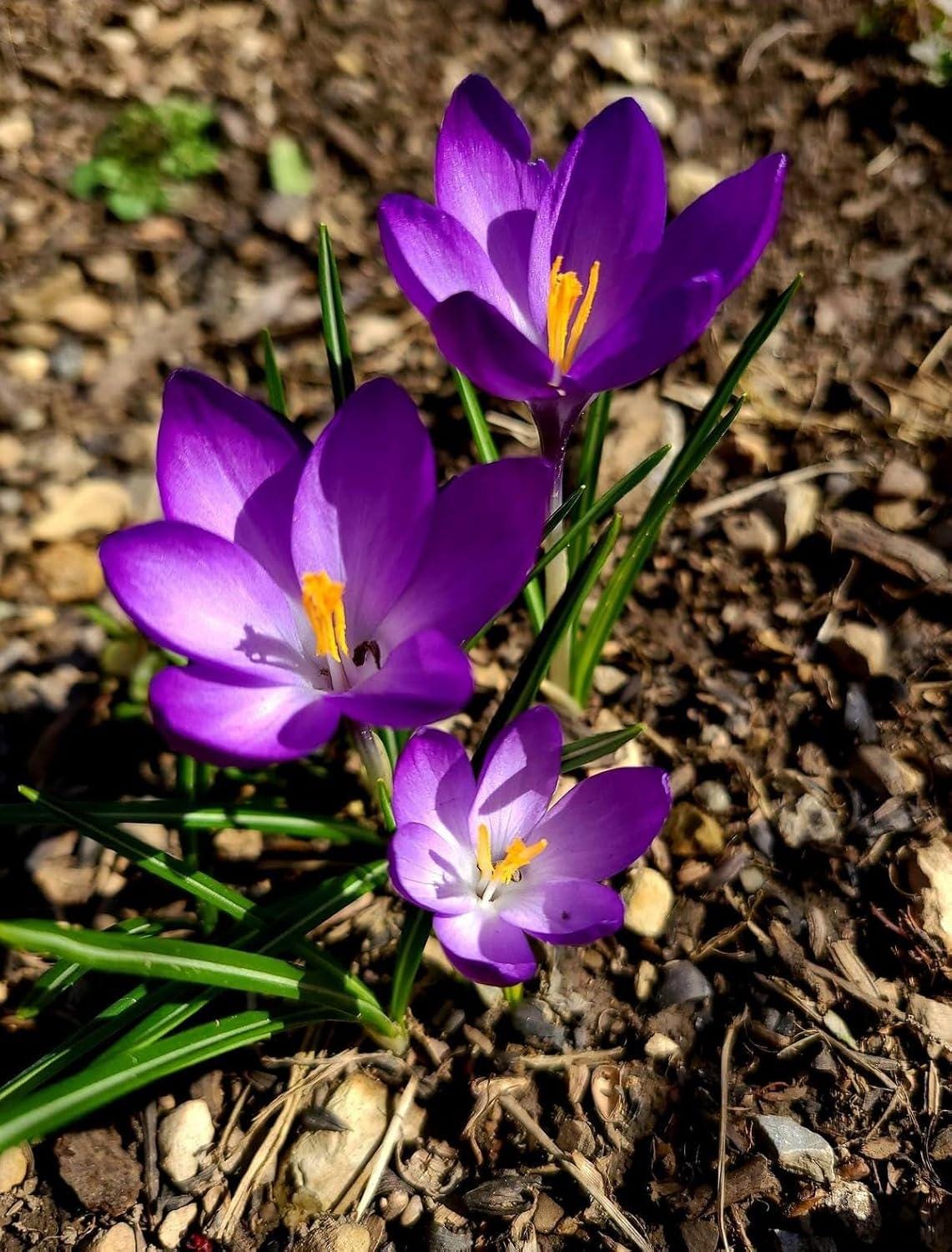 Saffron Flower Bulbs | Kesar Flower Bulbs for Home and Gardening (pack ...
