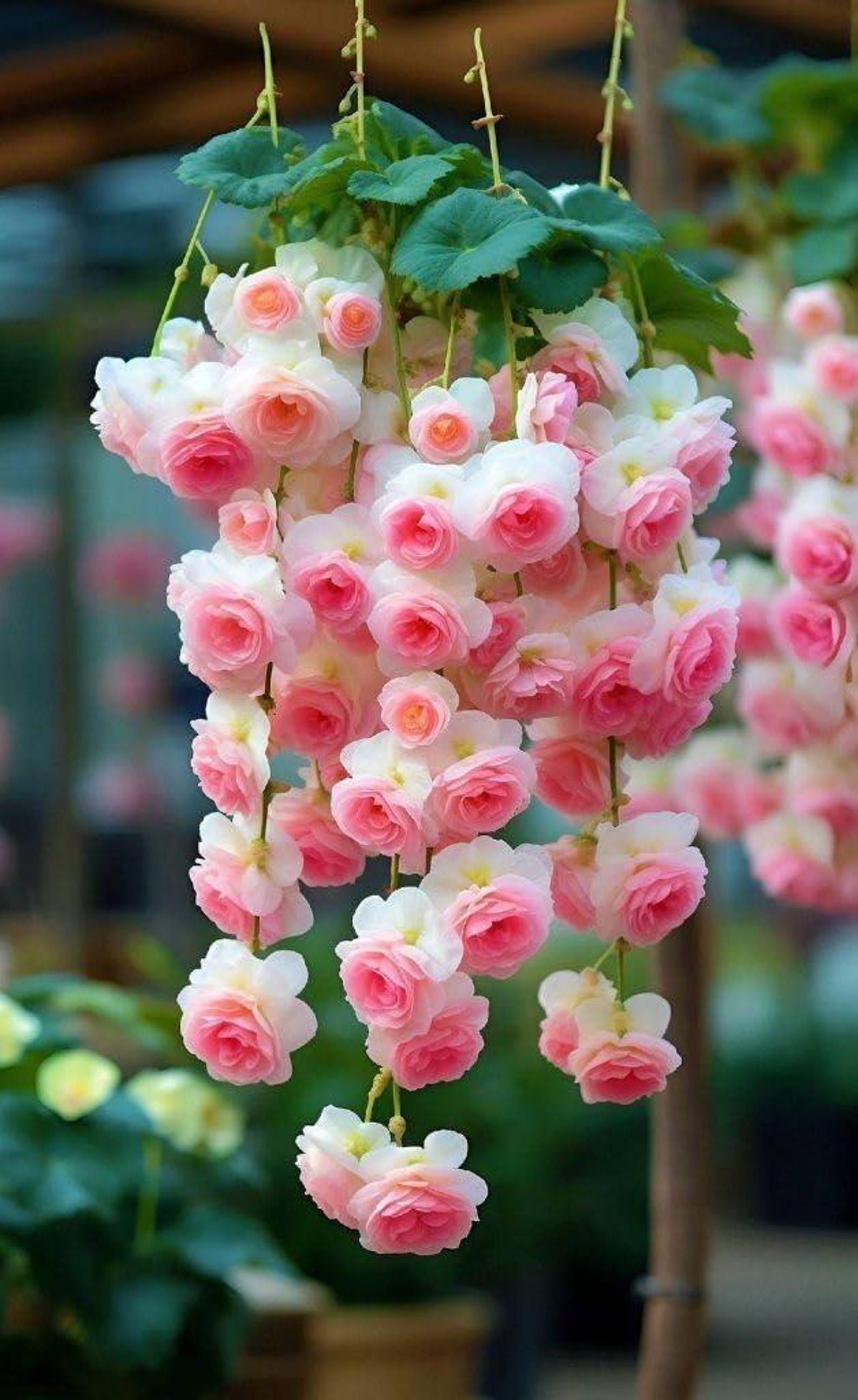 Weeping Begonia Imported Flower Bulbs for Home and Outdoor Gardening ...