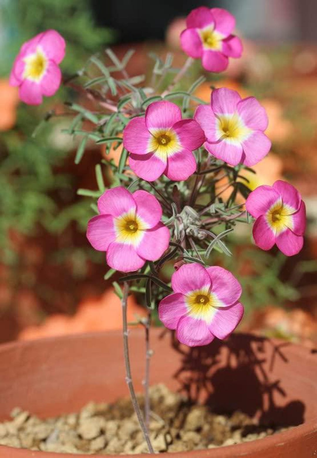 Good Luck Plant Lucky Clover Oxalis Flower Bulbs for Outdoor and Indoor ...