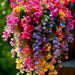Weeping Begonia Flower Bulbs for Planting and Gardening, Pack of 4 ...