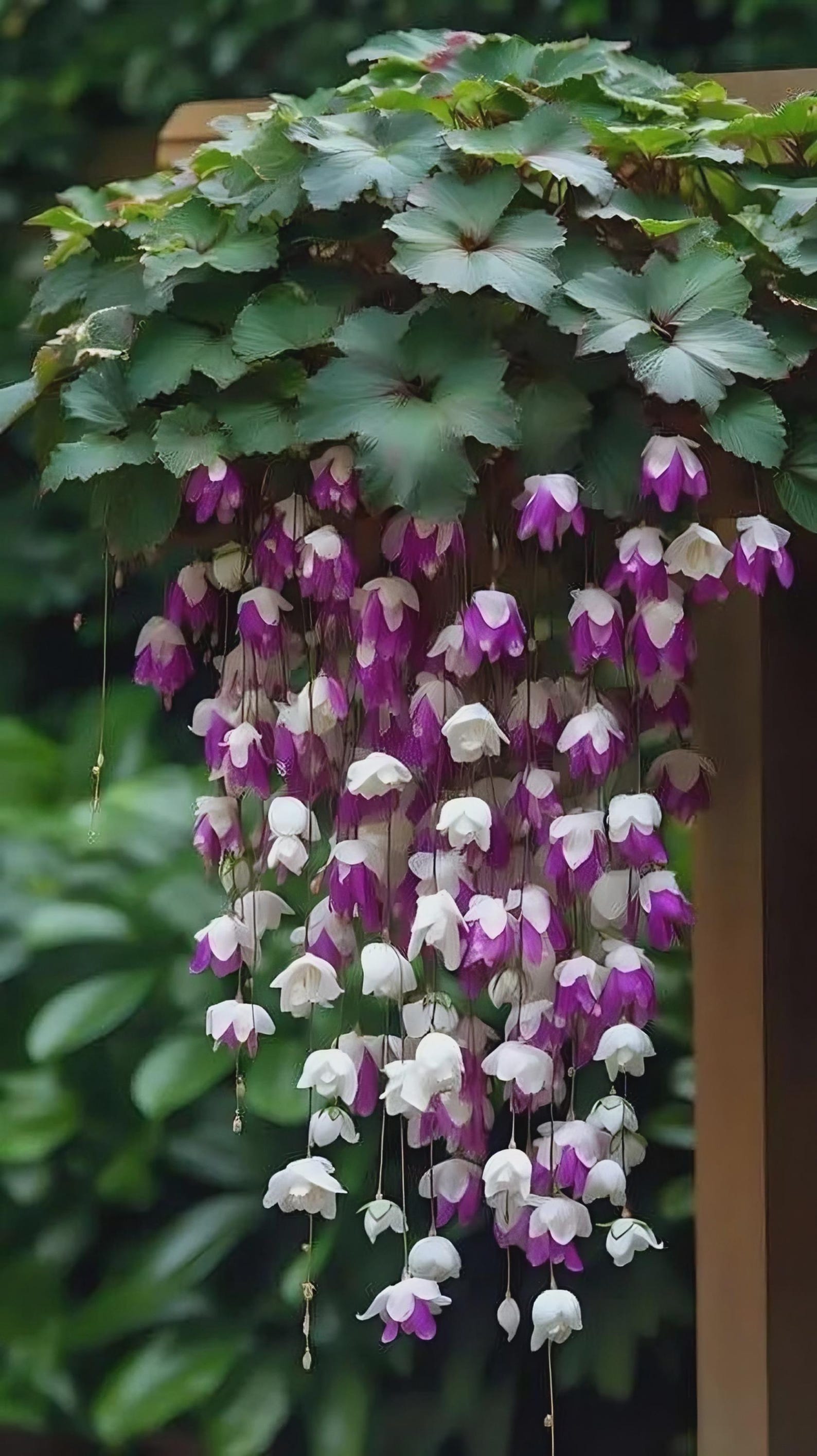 Weeping Begonia Flower Bulbs | Purple With White Color Flower Bulbs ...