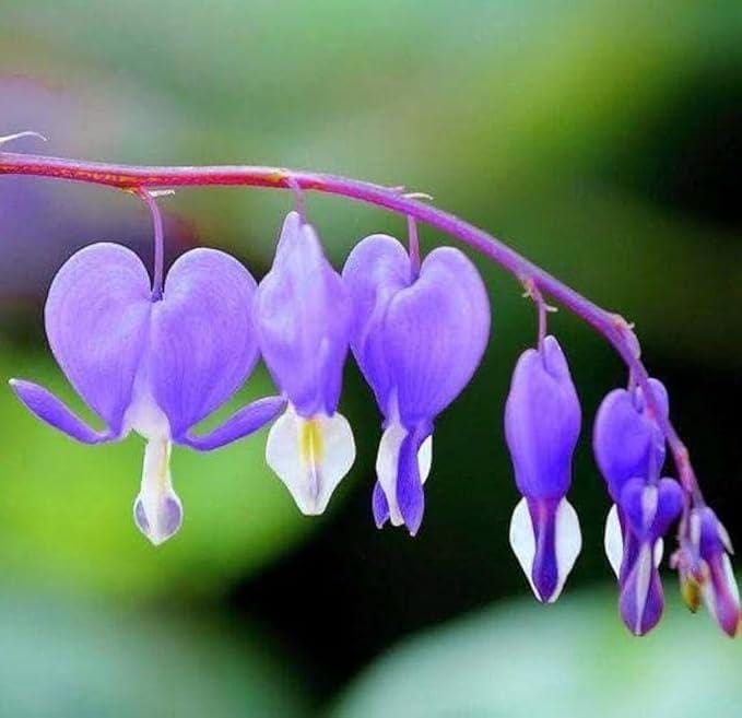 New Bleeding Heart Vine Purple Red Flowers Pack of 2 Bulb - Etsy