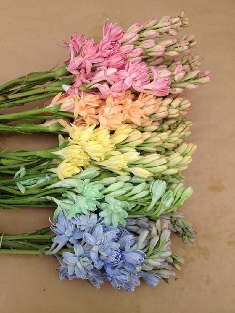 Imported Rajnigandha Tuberose Flower Bulbs Pack of 10+ Bulbs for Home ...