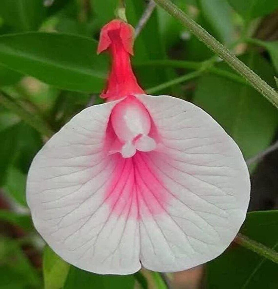 Rare Shangupushpam / Aparajita/clitoria Ternatea Flower 120+ Seeds Pack ...