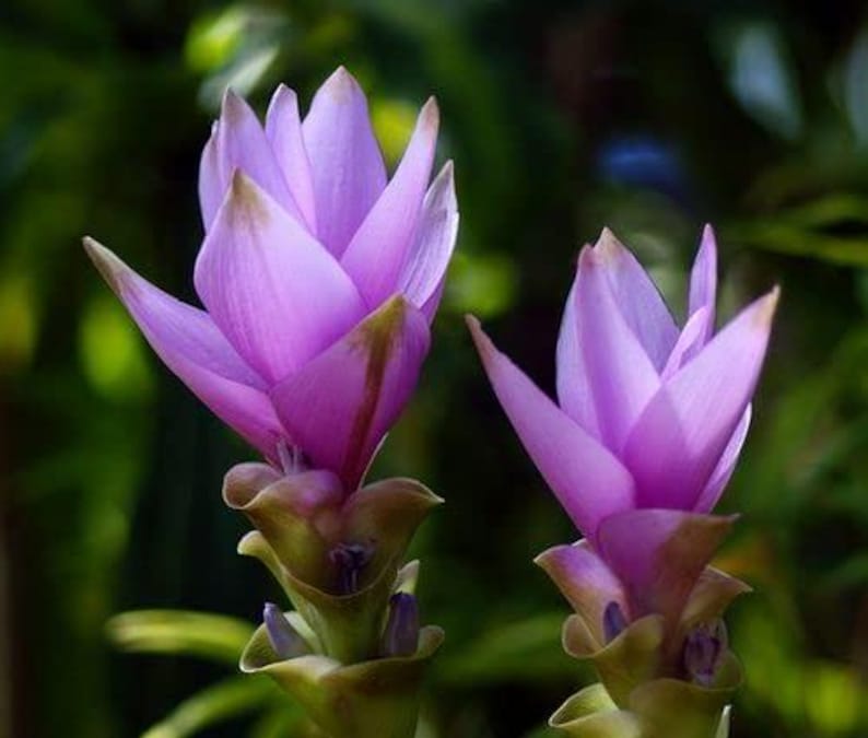 Imported Flower Bulbs for Summer Gardening Curcuma Purple – Pack of 2 ...