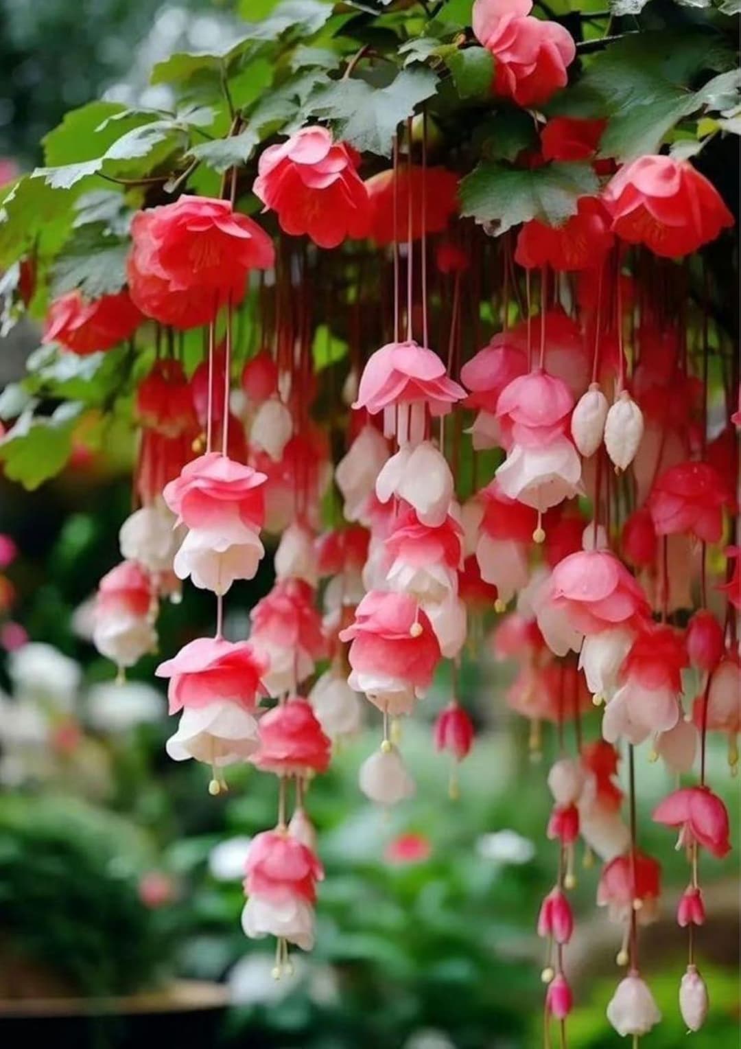 Imported Weeping Begonia Flower Seeds for Kitchen Gardening (pack of 90 ...