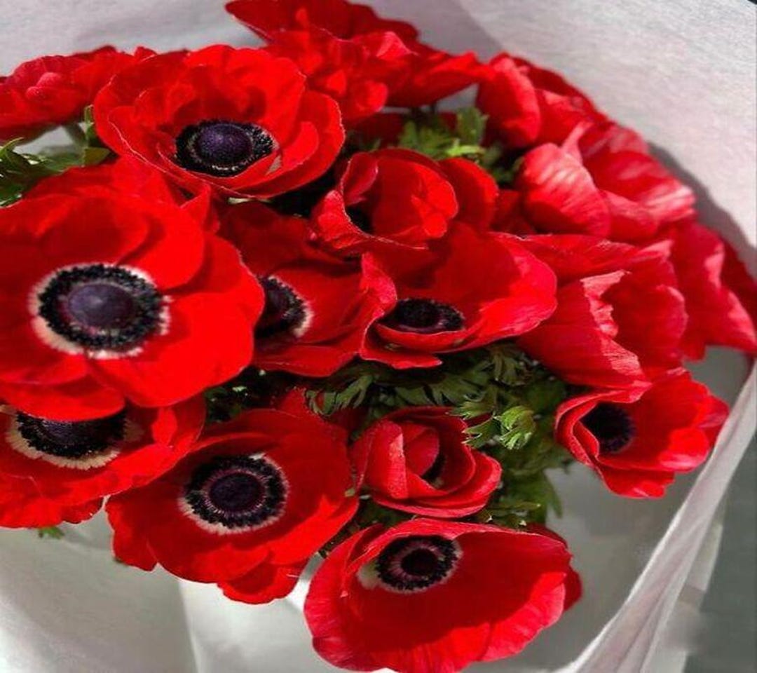 Pretty Anemone Red Imported Flower Bulbs Pack of 2 Bulbs - Etsy