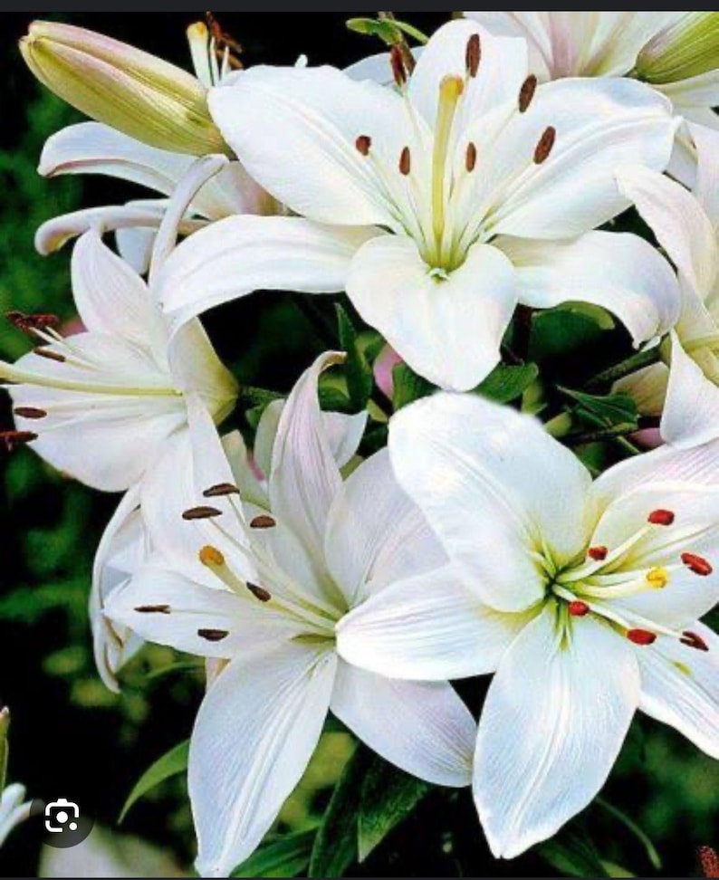 Asiatic Lily Flower Bulbs – Heirloom White Blooms, Pack of 2 - Etsy