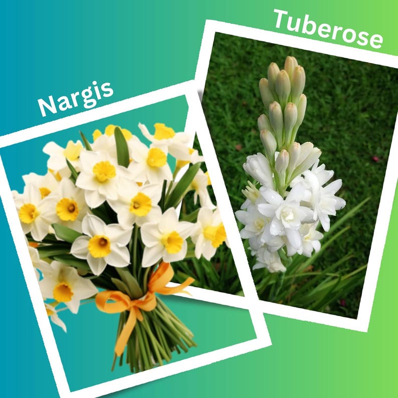 Fragrant Summer Garden Flower Bulbs: Tuberose & Nargis Combo (10 Pack ...