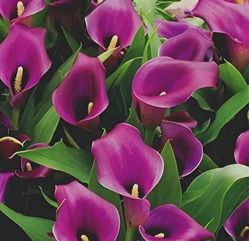 Purple Calla Lily Bulbs, Extended Bloom Time (pack of 3) - Etsy