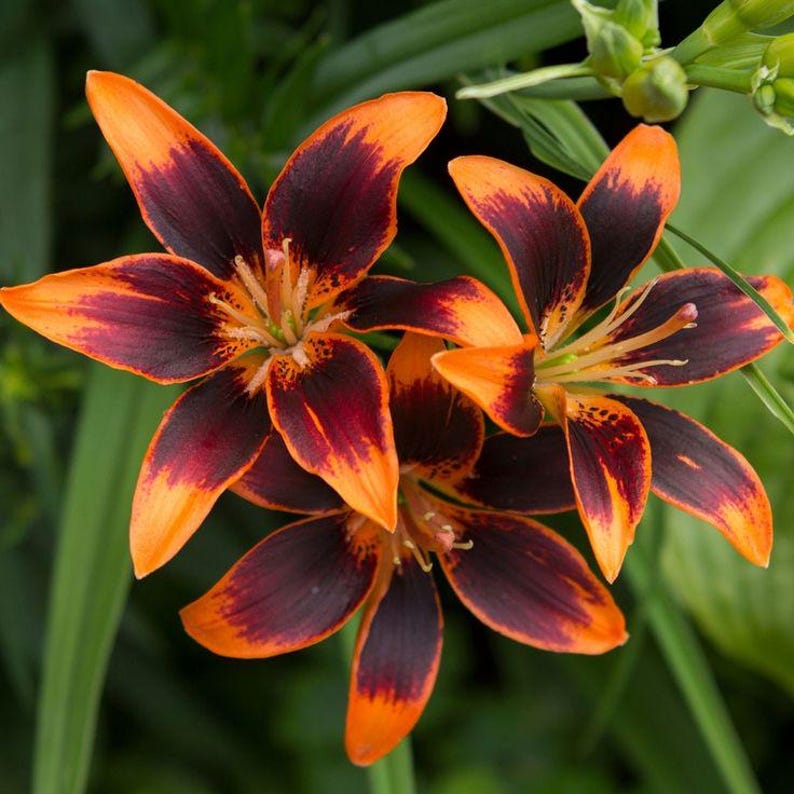 Orange & Brown Asiatic Lily Flower Bulbs - Pack of 2 - Etsy