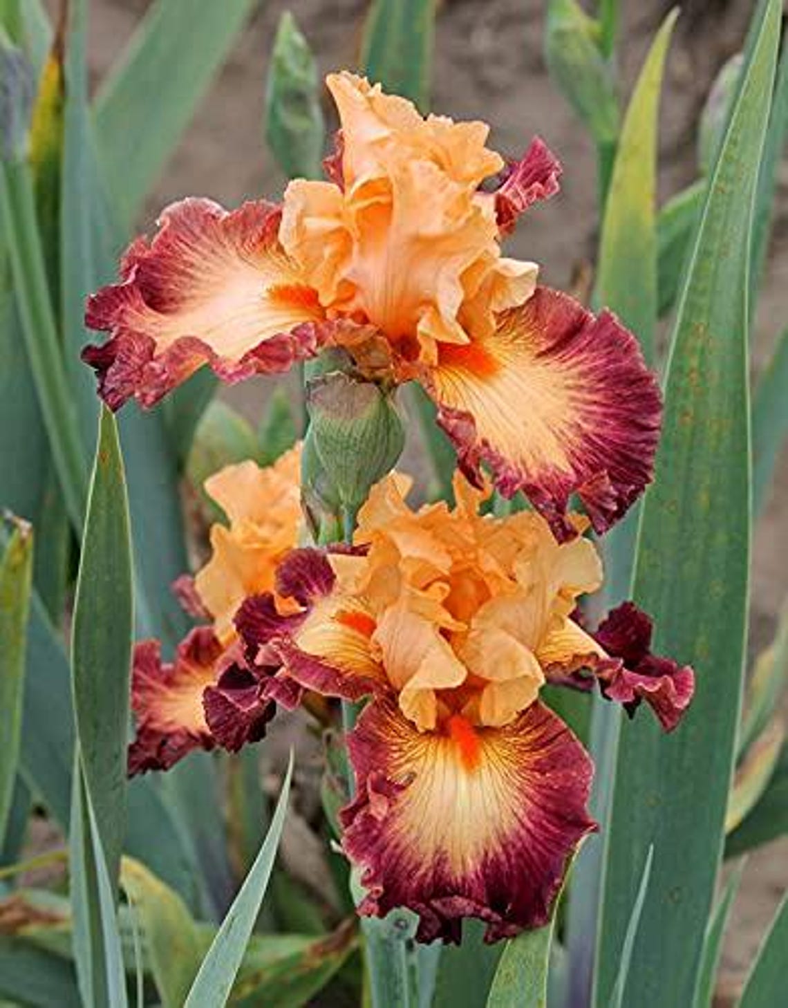 Imported Iris Flower Bulbs, Mix Colour for Home Gardening Plants ...