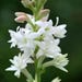 Fragrant Summer Garden Flower Bulbs: Tuberose & Nargis Combo (10 Pack ...